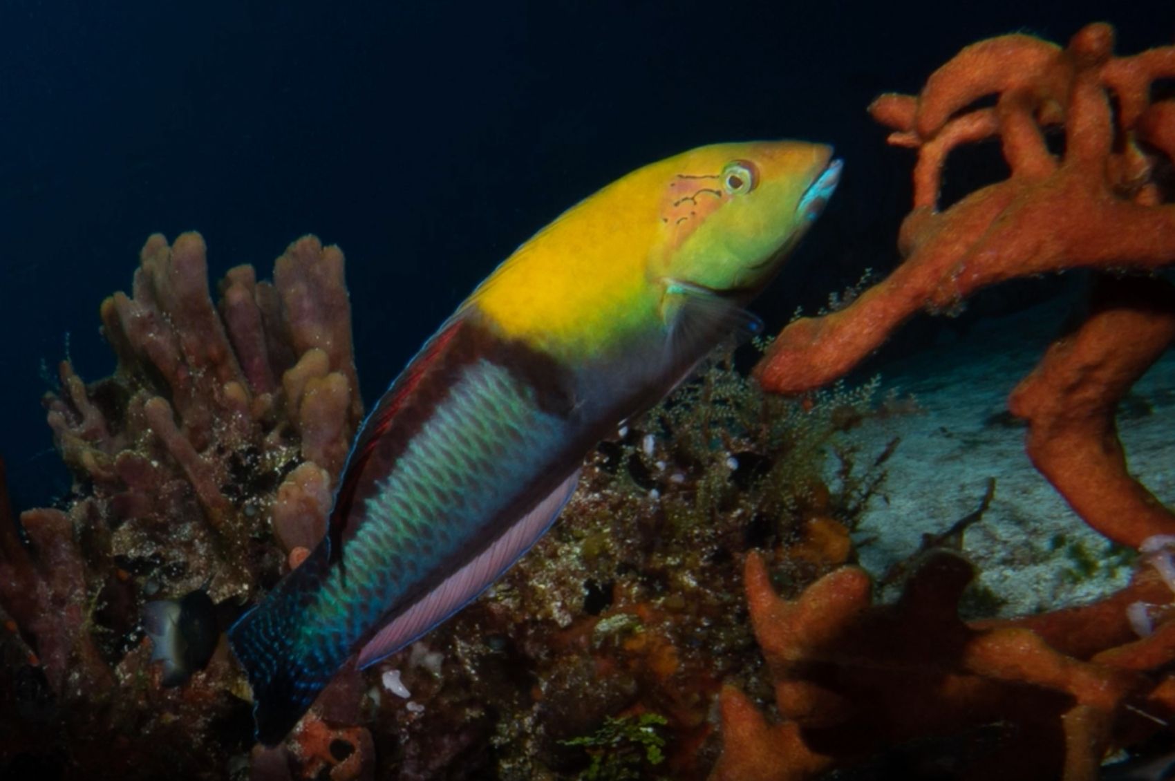 A "Regular" Marine Life Show - Tres Pelicanos Dive Center